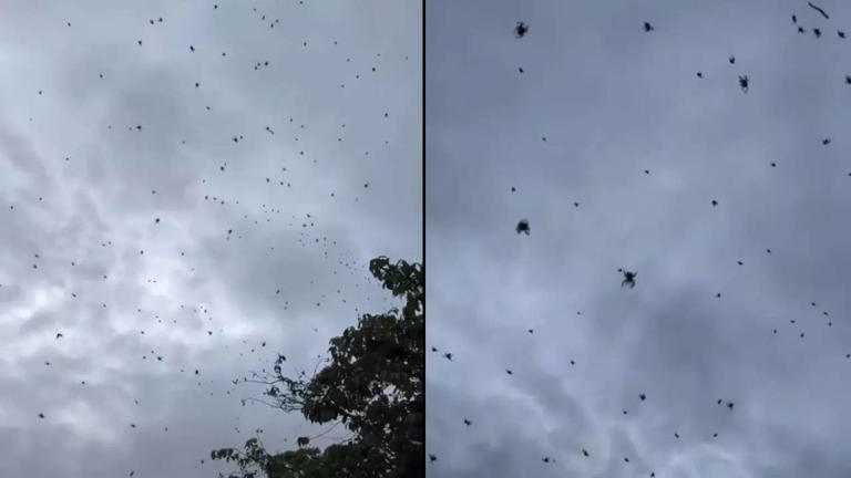 WATCH: Spiders Fall From Sky In Brazil – Terrifying ‘Spider Apocalypse ...