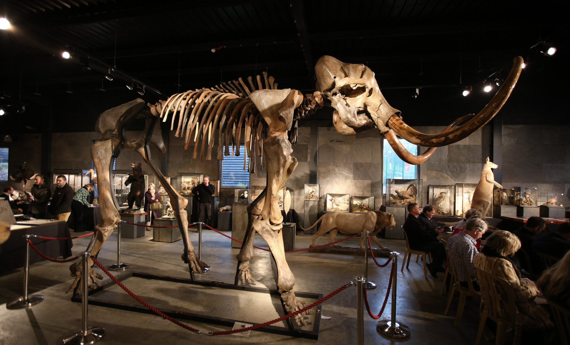 Hvordan forskere bringer dyr tilbake fra utryddelse