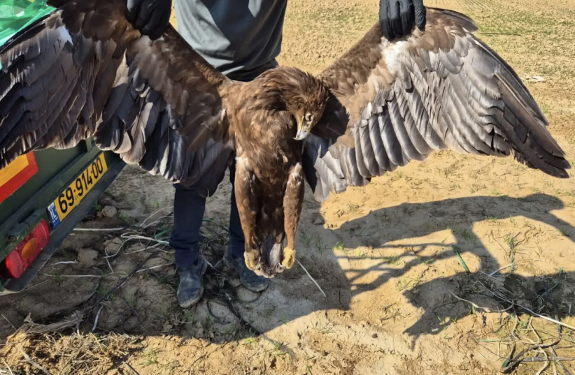 Suspected poisoning in Israel's south leaves 335 birds dead