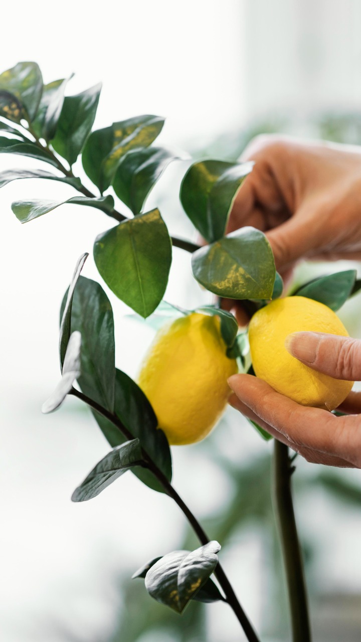 9 benefits of growing a lemon tree at home as per Feng Shui