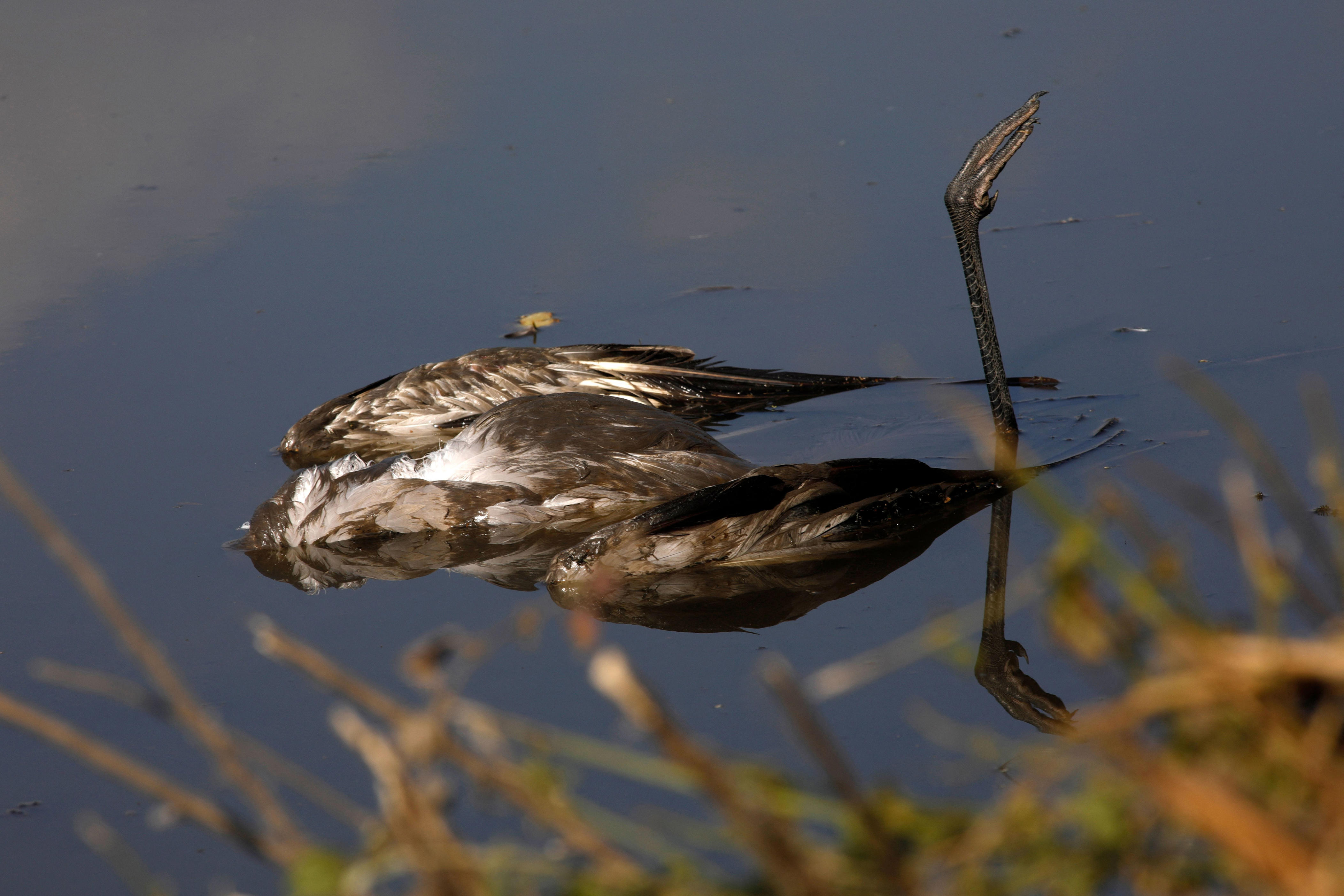With little government intervention, bird hunters left to protect ...