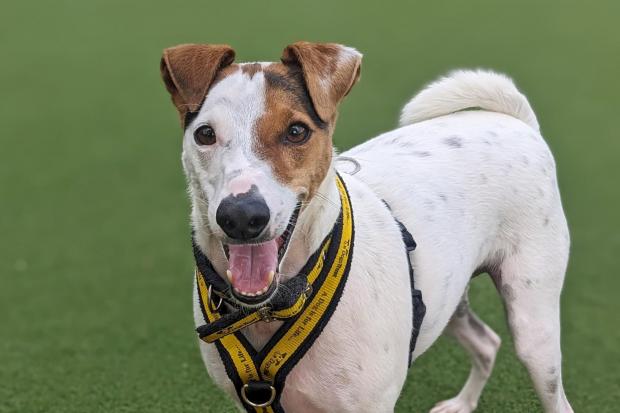 'Our work here isn’t done' - Dogs Trust Basildon calls for more ...