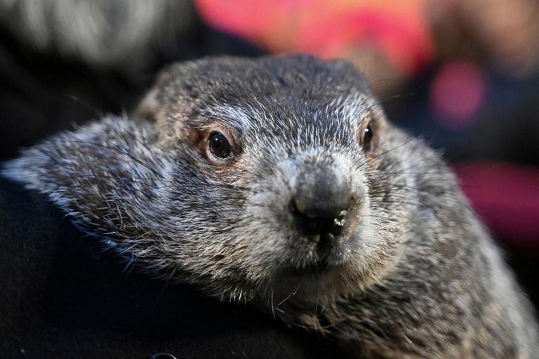 Jimmy the Groundhog predicts early spring