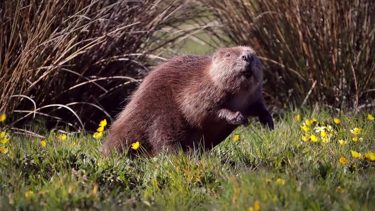 De la extinción a la expansión: el castor europeo coloniza los ríos ...