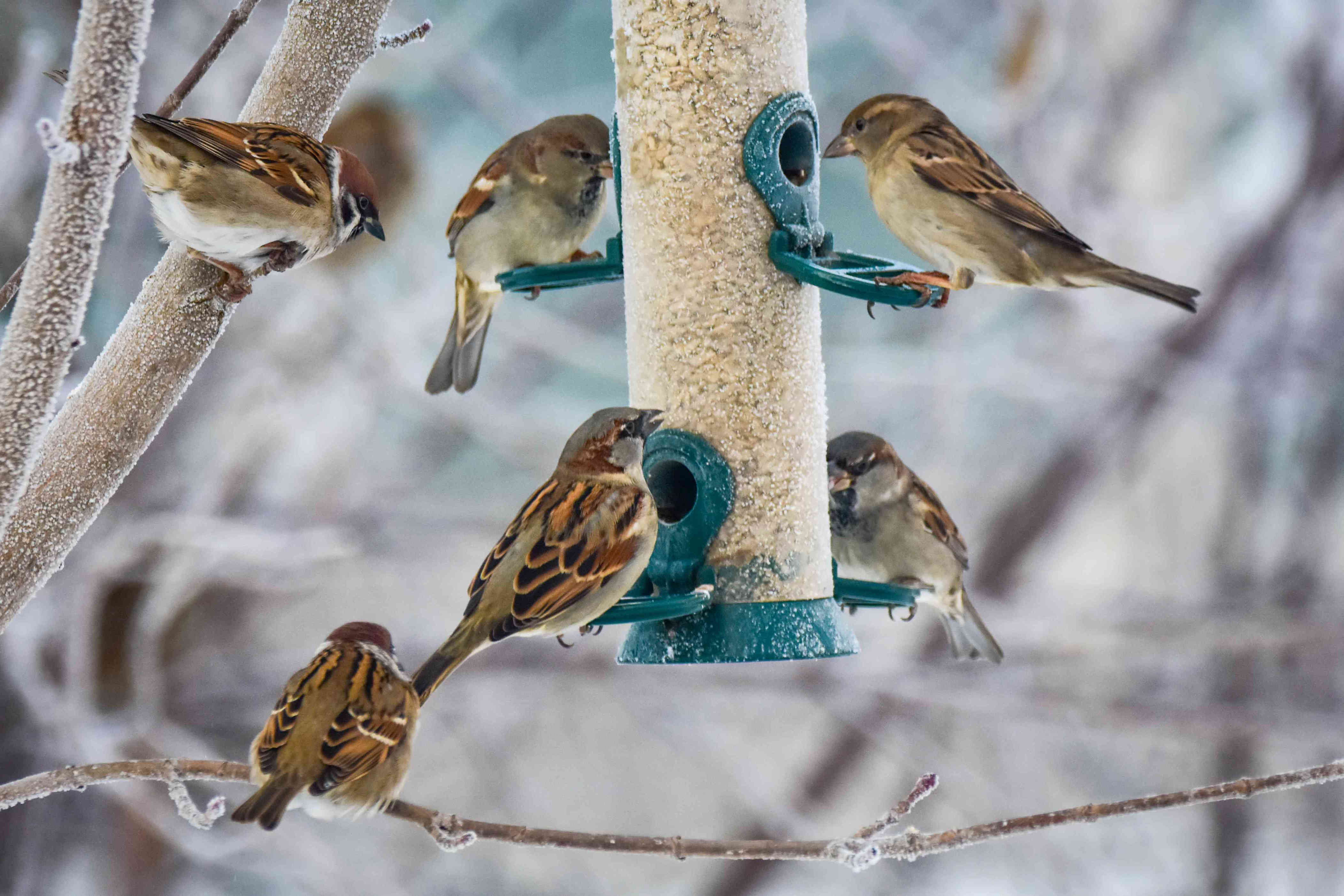 8 Mistakes That Are Keeping Birds From Visiting Your Feeder