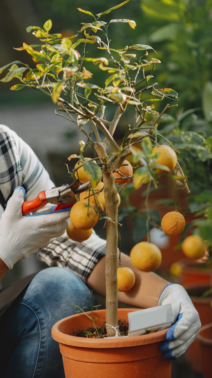 9 benefits of growing a lemon tree at home as per Feng Shui