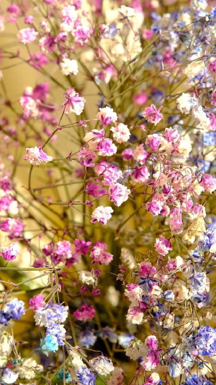 6 Effective Tips To Take Care Of Gypsy Flower Plant