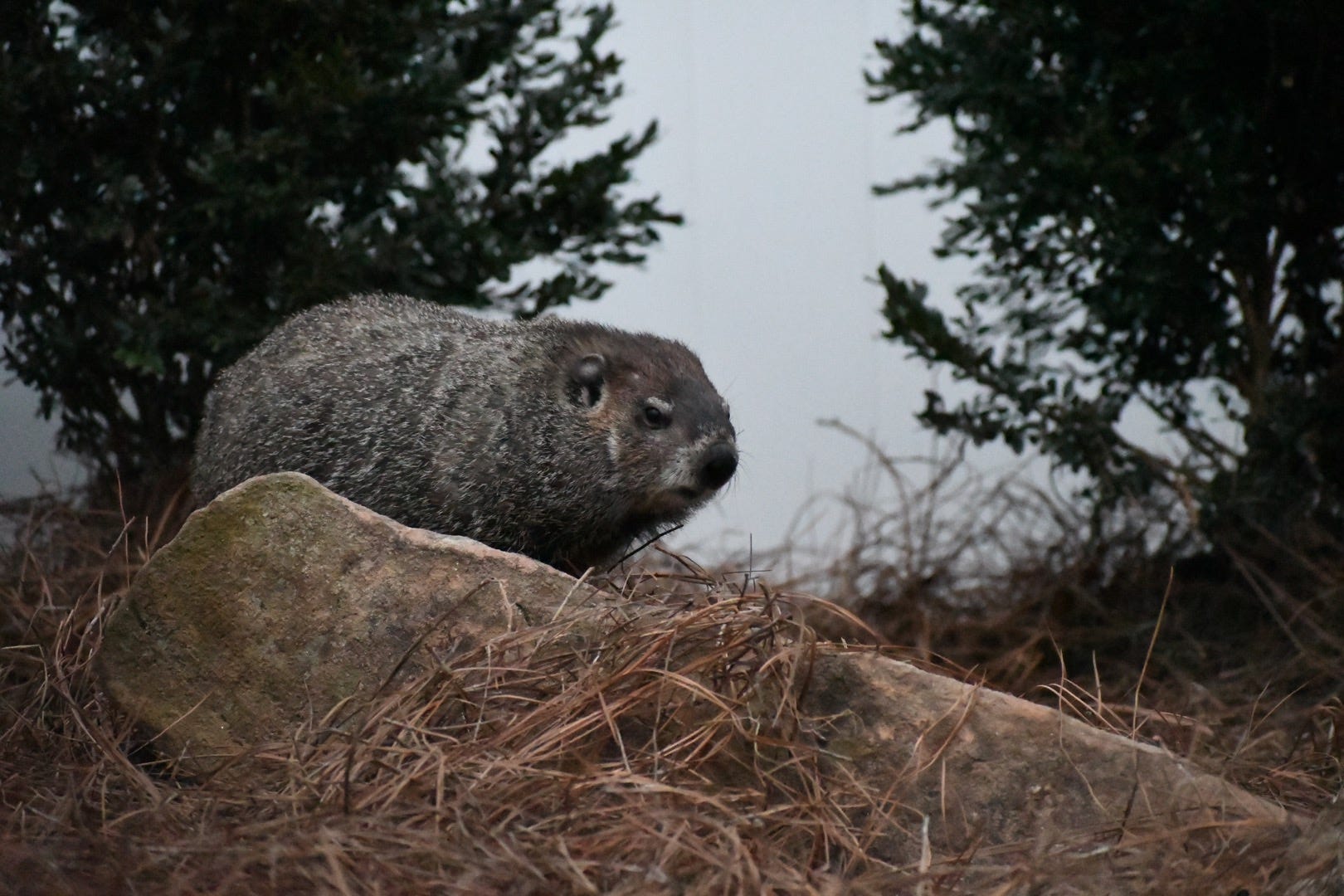 Did General Beauregard Lee see his shadow? Georgia's groundhog declares ...
