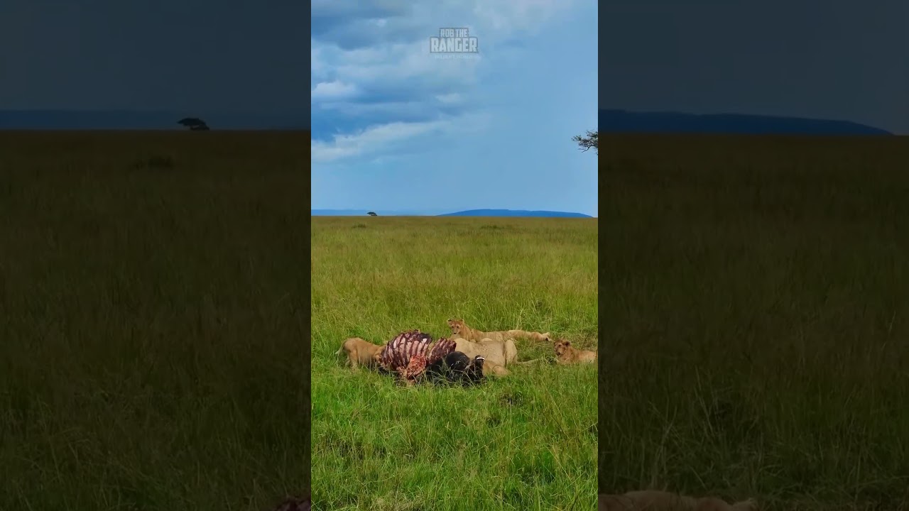 Unbelievable Meal For Tiny Lions Caught On Camera
