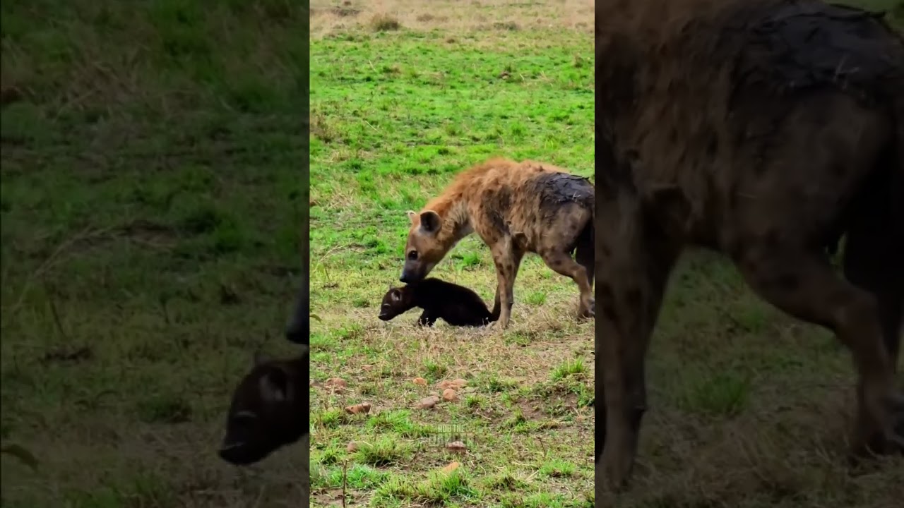 Cute cub cautiously explores hyena den in wild Mara scene