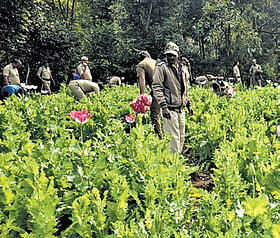 Opium farm worth Rs 60 lakh destroyed in Similipal core