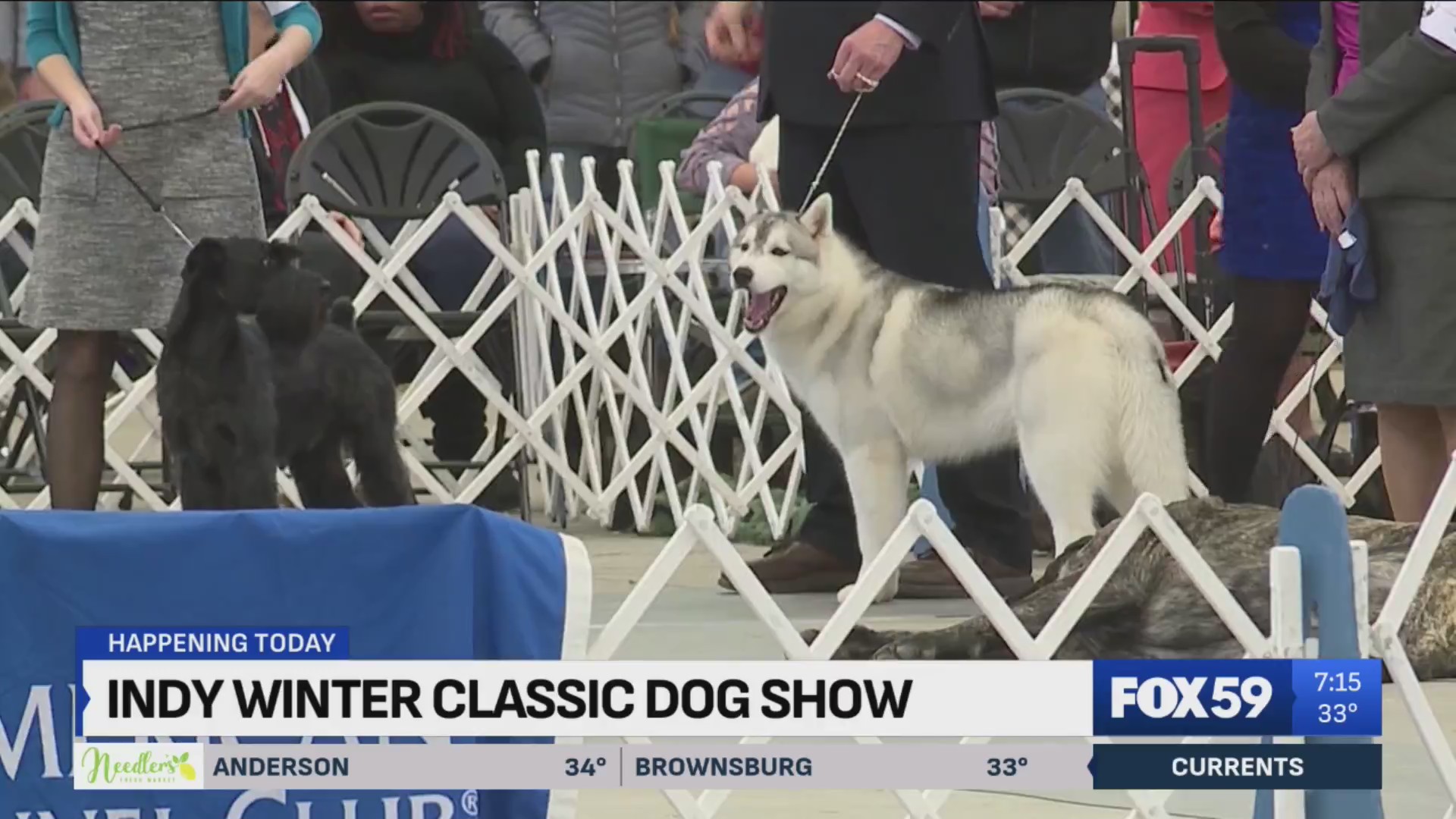 Indy Winter Classic Dog Show at Indiana State Fairgrounds