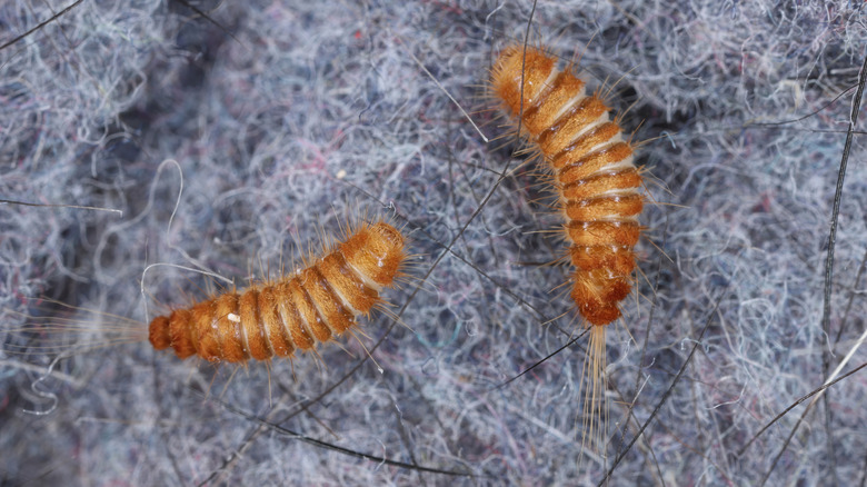 Are Those Brown Spots Carpet Beetle Larvae? Here's How To Identify Them