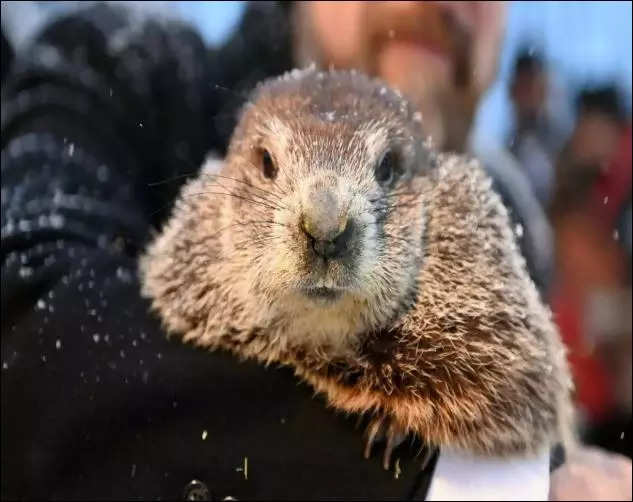 Groundhog Day 2025 prediction: What's the forecast, the tradition ...