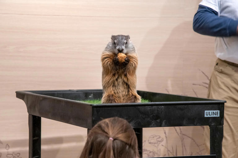 Did Buckeye Chuck see his shadow? Ohio's groundhog declares that spring ...
