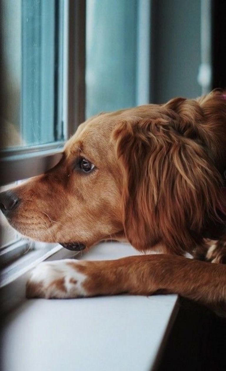 Etóloga lanza aviso sobre lo que se debe hacer si tu perro queda ciego ...