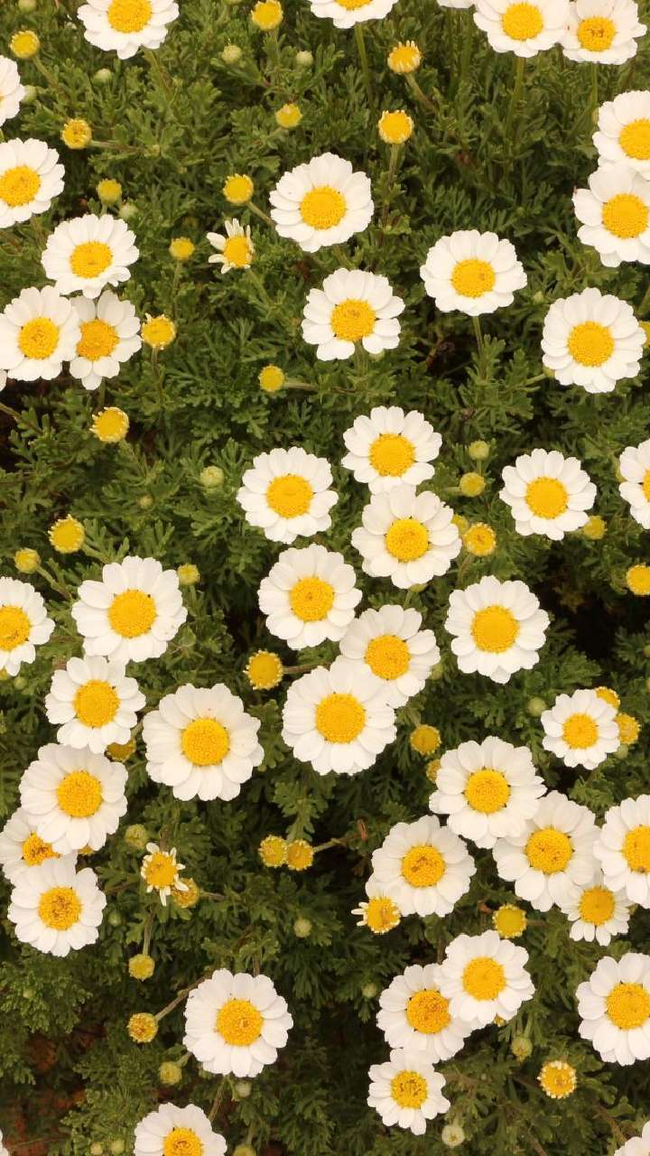 6 Effective Tips To Take Care Of Gypsy Flower Plant