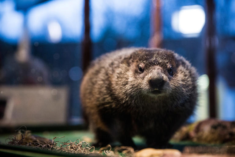 When is Groundhog Day 2026? Date, traditions and fun facts