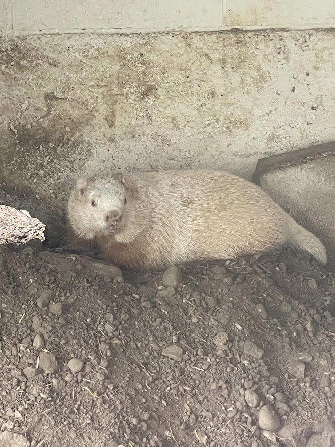 Wiarton Willie predicts early spring, but Fred, Sam and Lucy the ...