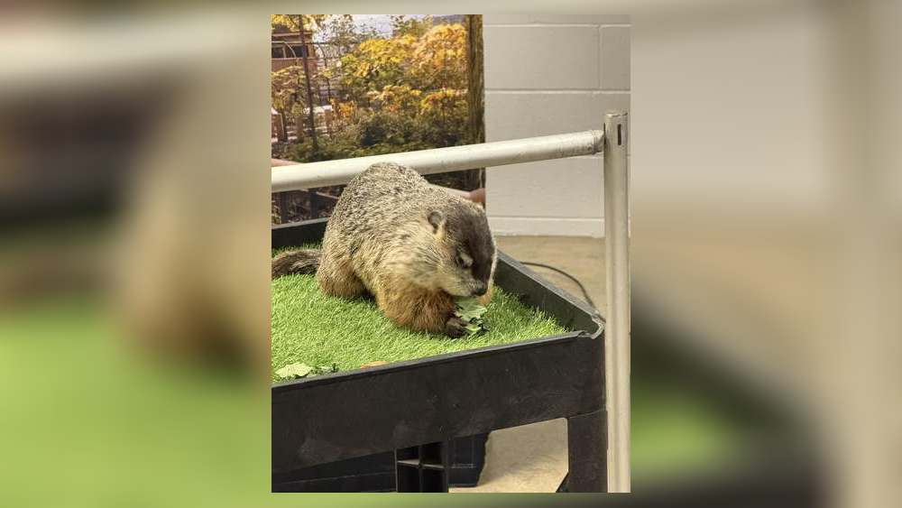 Early spring or more winter? Ohio’s groundhog makes his 2025 prediction