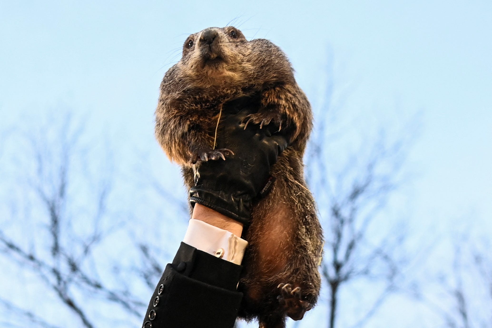Groundhogs aren't the only prognosticators on Groundhog Day. Here's how ...