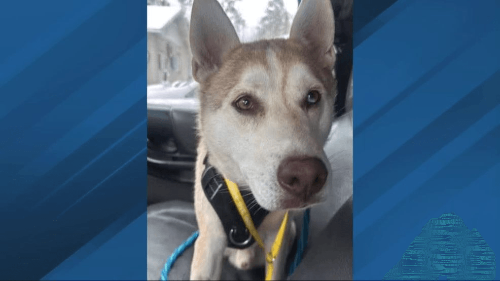 Authorities seek public's help to find culprit in severe husky abuse ...