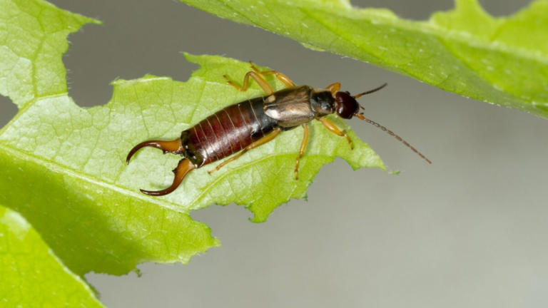 4 Easy Steps to Get Rid of Earwigs in the Garden