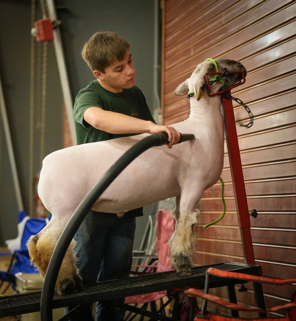 Livestock auctions could be coming to an end at America’s last big-city ...