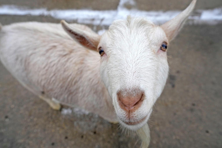 On Groundhog Day, goats, the Milwaukee zoo's honorary groundhog, made ...
