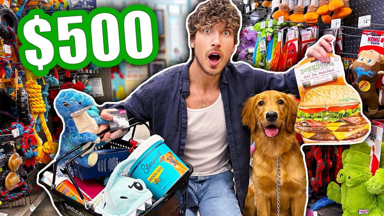 Golden retriever puppy explores everything in sight