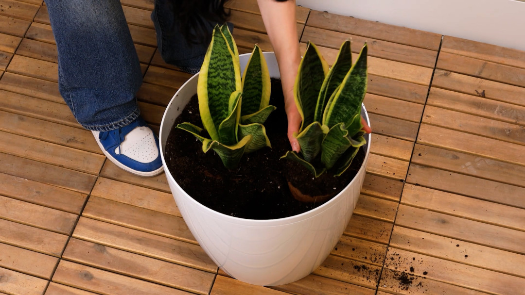 Creative Pot For your Perfect Plants
