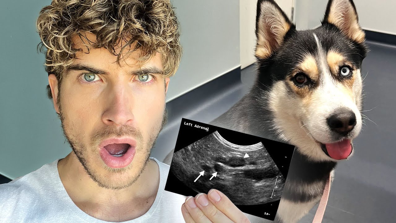 Counting how many puppies a pregnant husky delivers