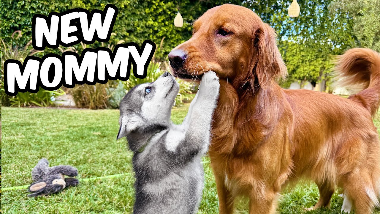 Puppies recover after minor injuries