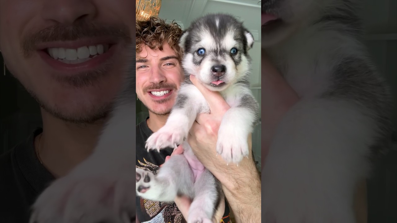 Puppies snuggle while drifting to sleep