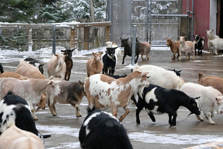 On Groundhog Day, goats, the Milwaukee zoo's honorary groundhog, made ...