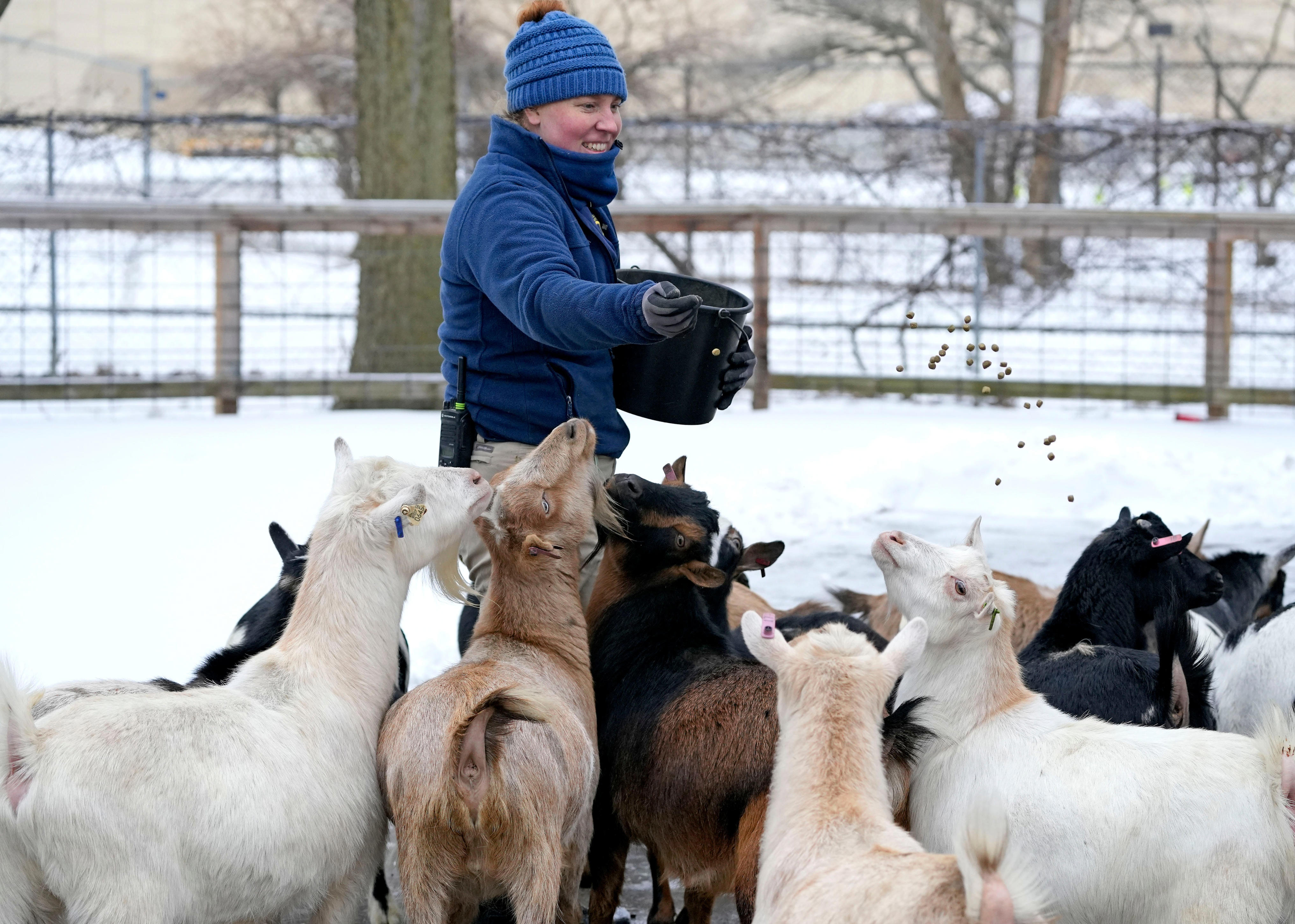 On Groundhog Day, goats, the Milwaukee zoo's honorary groundhog, made ...