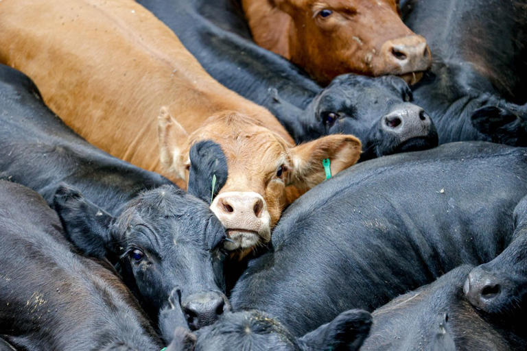 Livestock auctions could be coming to an end at America’s last big-city ...