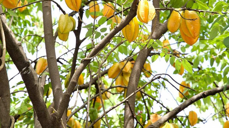 Fast-Growing Fruit Trees You'll Want To Plant In Your Yard