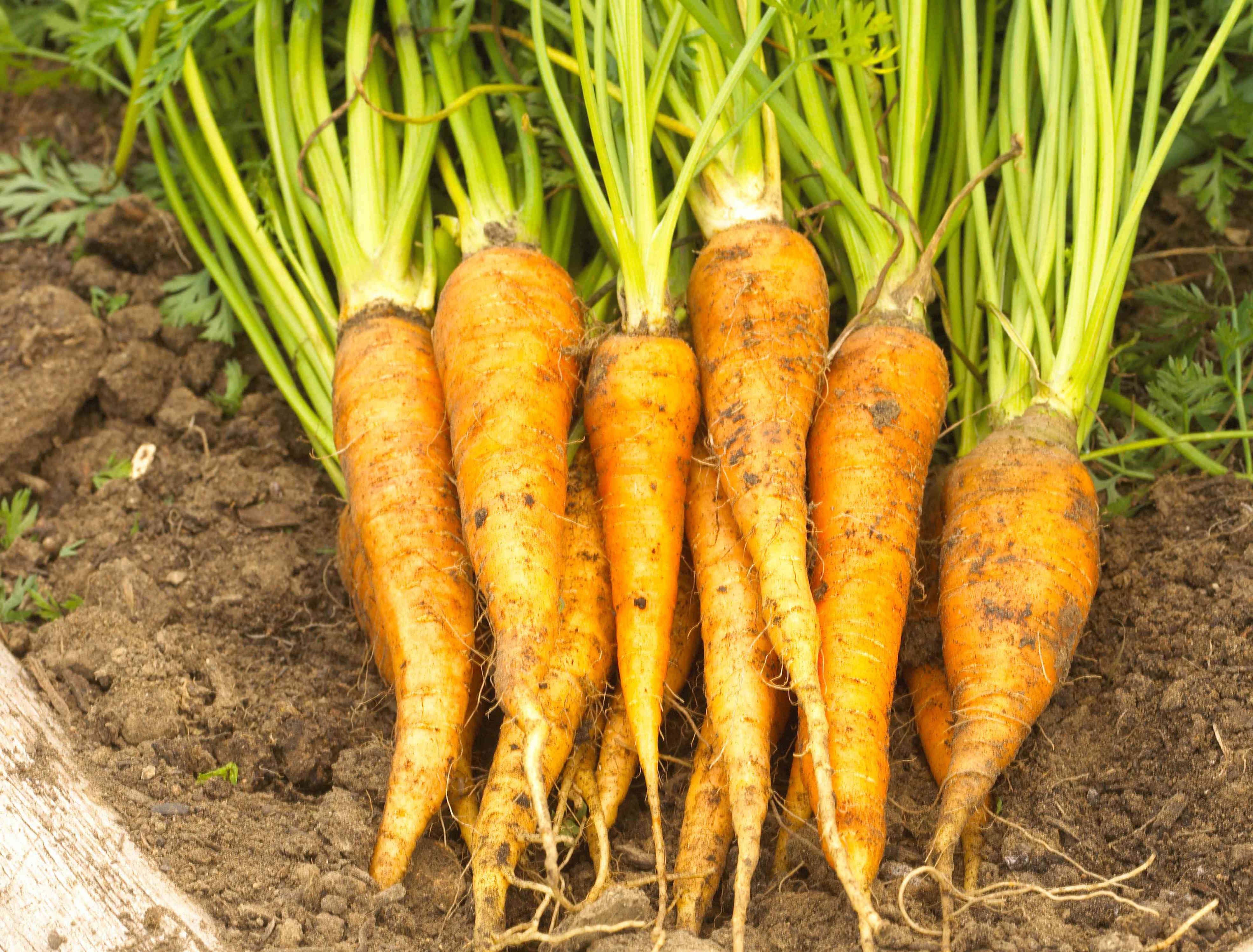 10 Essential Tips for Growing Carrots from Seed Successfully