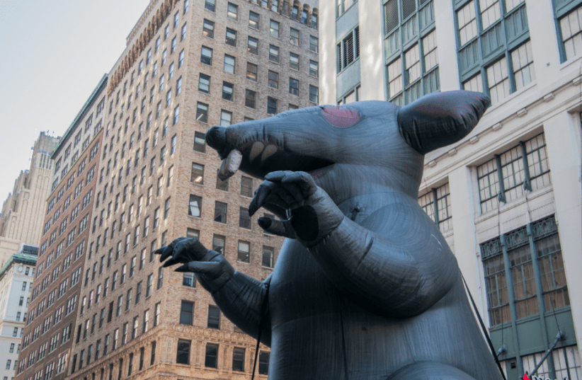 Rat population boom in major cities linked to climate change in new study