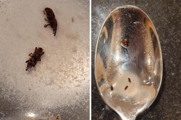 'Disgusting' - Man shocked to find bugs in supermarket pasta
