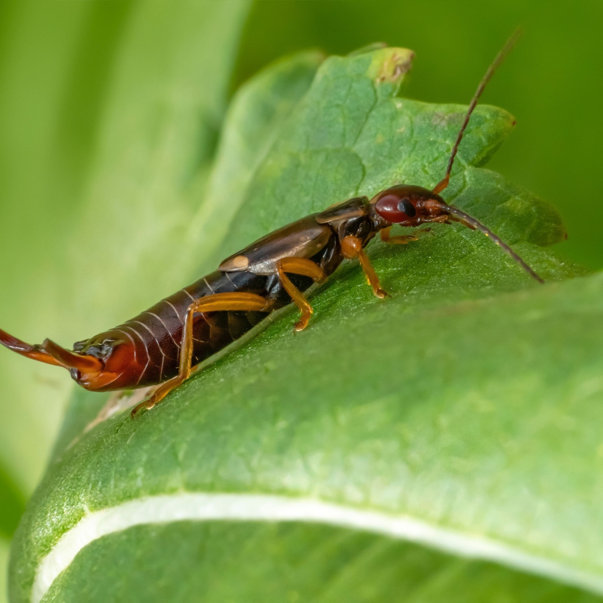 4 Easy Steps to Get Rid of Earwigs in the Garden