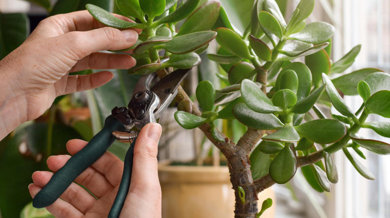 The Best Way To Prune Jade Plants To Keep Them Happy And Healthy