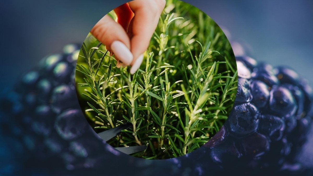 Remedios para curar el empacho