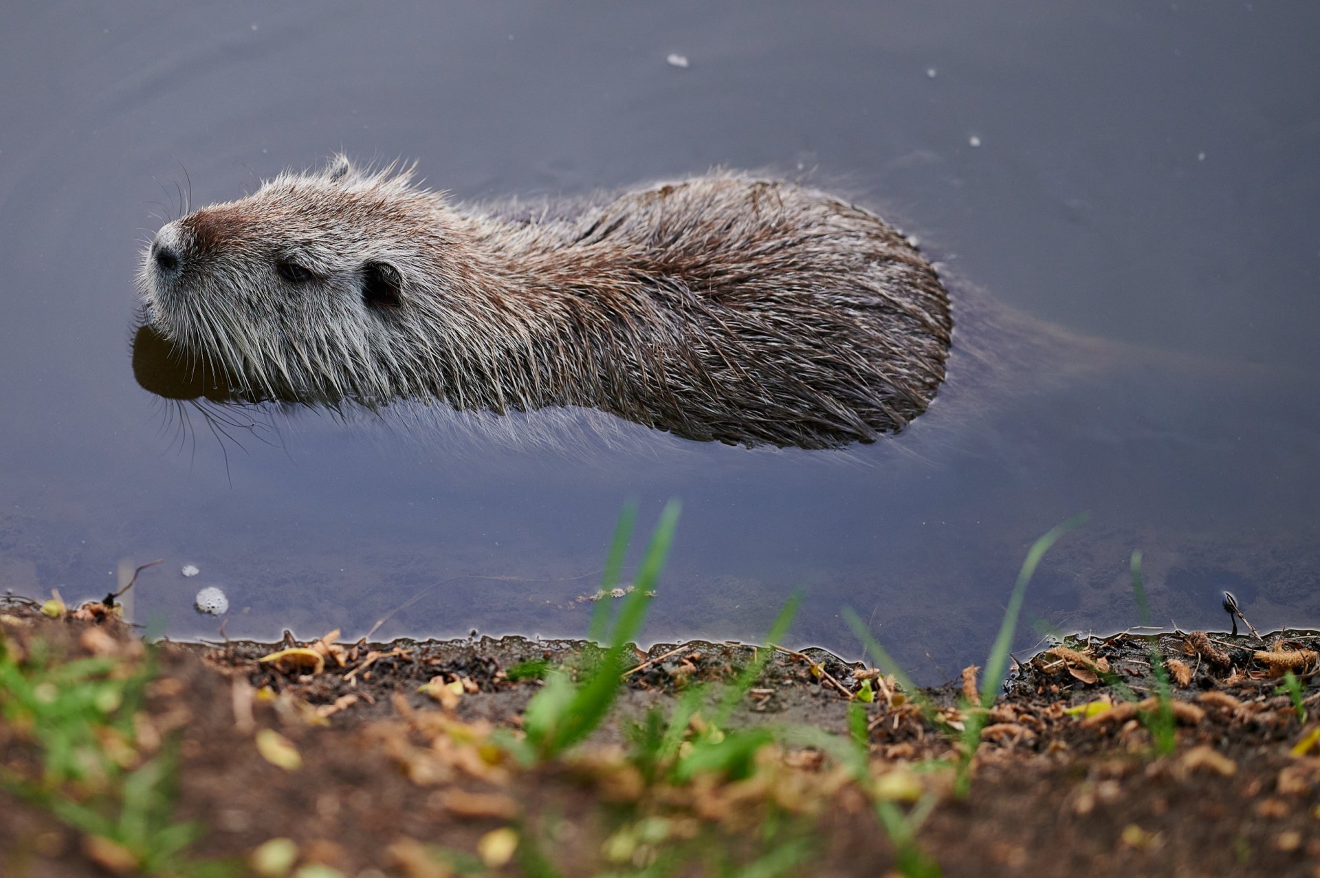 Giant 'river rats' are causing chaos in Prague — how did they get there?