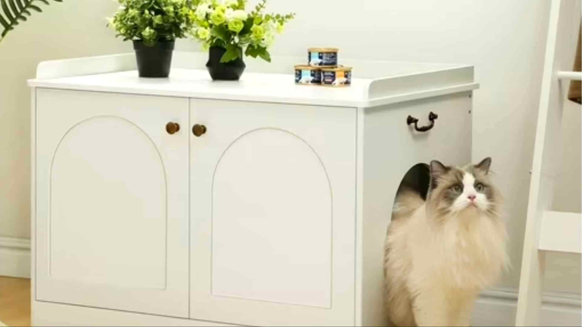 7 Essential Steps to a Cozy Cat-Friendly Home 7 Essential Steps to a Cozy Cat-Friendly Home