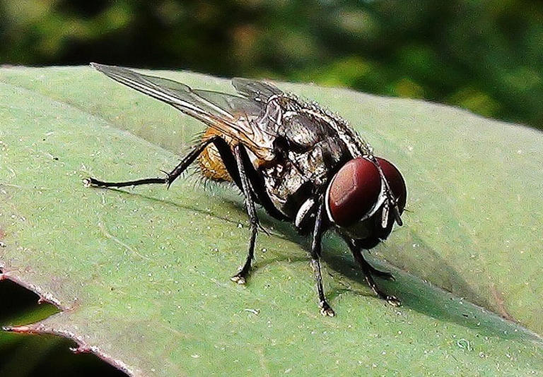 Study finds houseflies accelerate spread of cholera