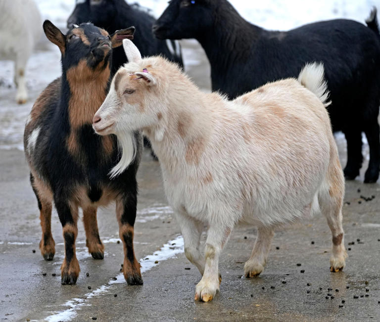 On Groundhog Day, goats, the Milwaukee zoo's honorary groundhog, made ...