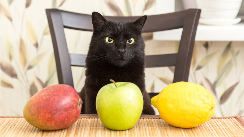 What Happens When Cats Eat Mango (And Is It Safe?)