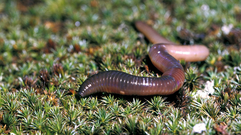 Why A Worm Regrows After It Gets Cut In Half